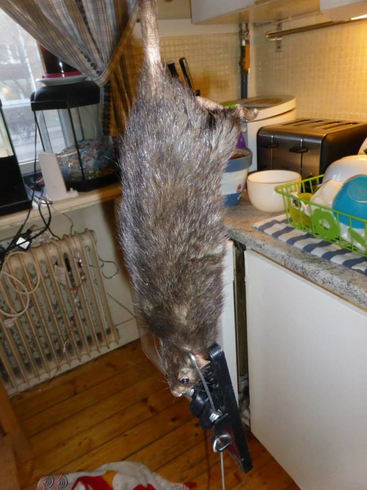Swedish family capture monster mutant rat in their Stockholm kitchen ...