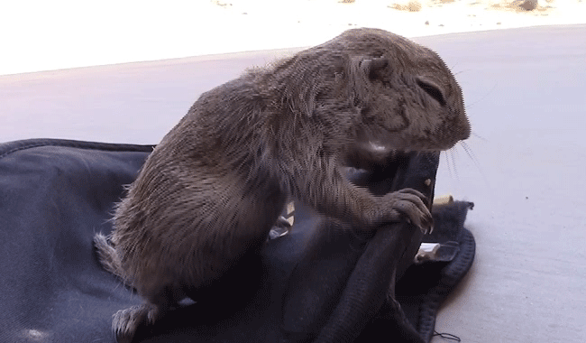 Drowned squirrel saved after pool guy Rick Gruber performs CPR | Metro News