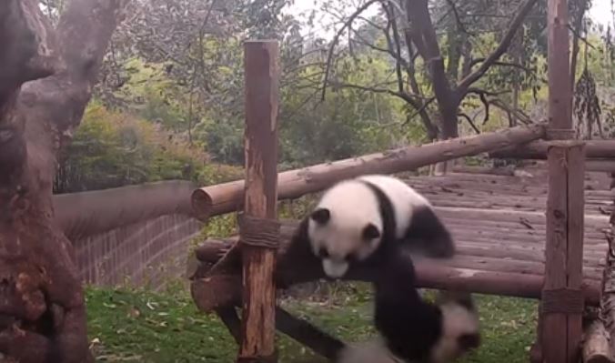 iPanda video of pandas falling off climbing frame at Chengdu sanctuary ...