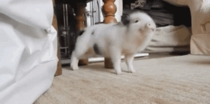 Piglet dancing to Rihanna's 'Work' is all you need today – VIDEO ...