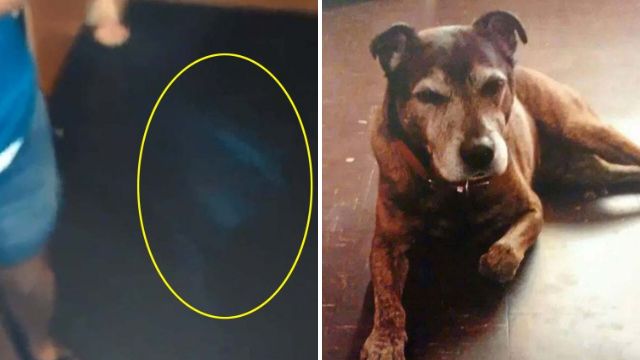 Dead dog ghost 'haunts' Lancashire owners Barry and Christine Kennedy ...