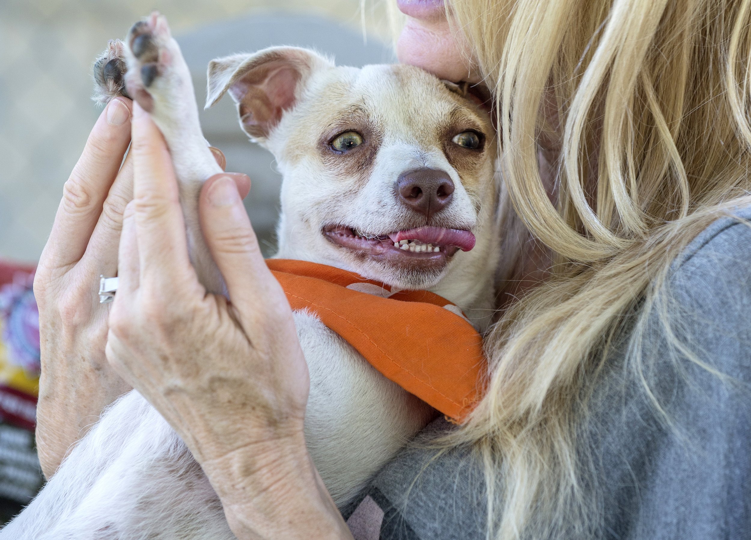 Bubba the dog addicted to heroin and meth now clean and has new home ...