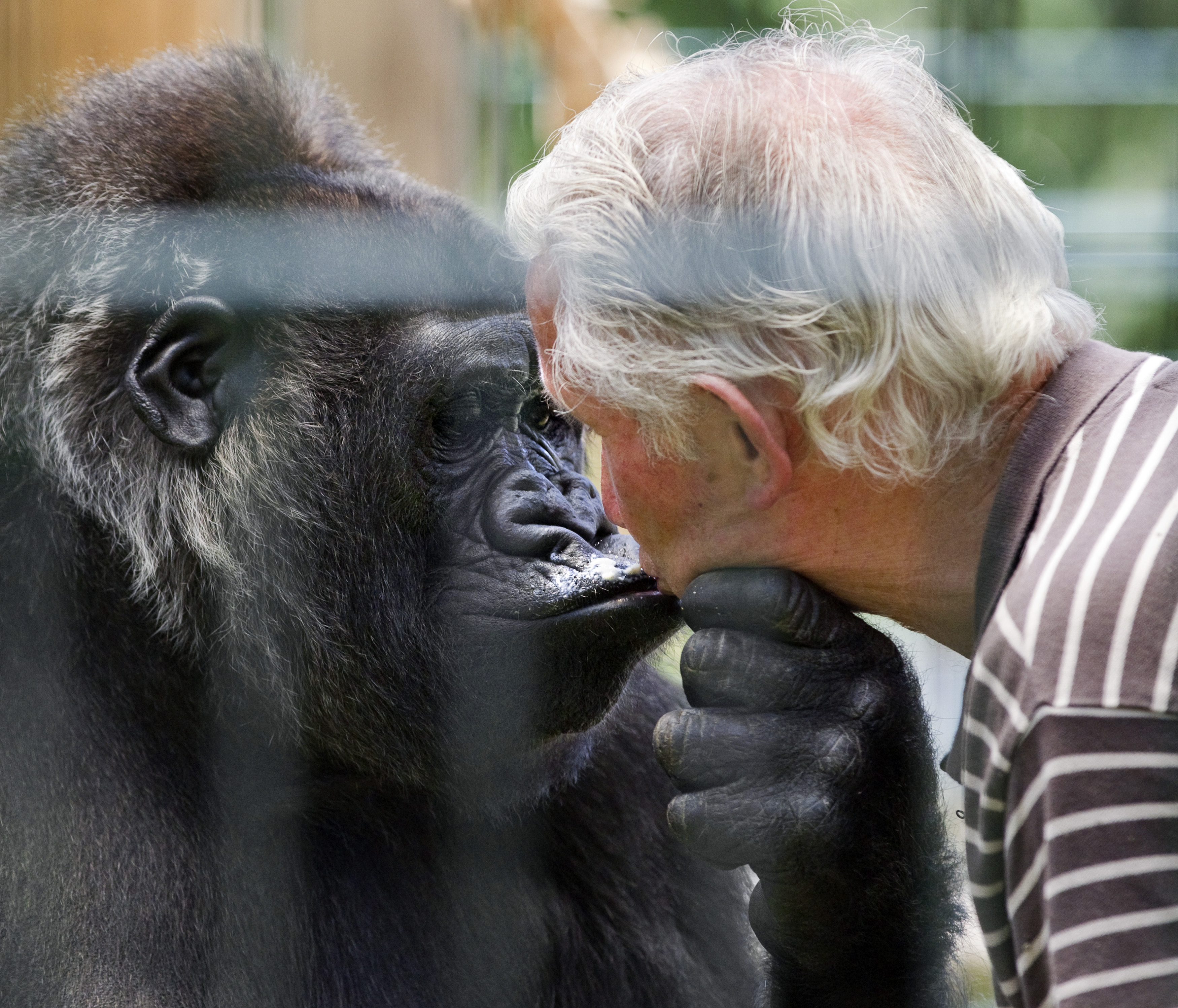 French couple has lived with a gorilla for 18 years | Metro News