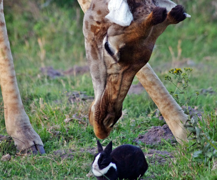 This giraffe and rabbit are best friends in South Africa | Metro News
