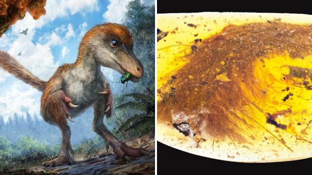 A 99 million-year-old dinosaur tail has been found preserved in amber ...