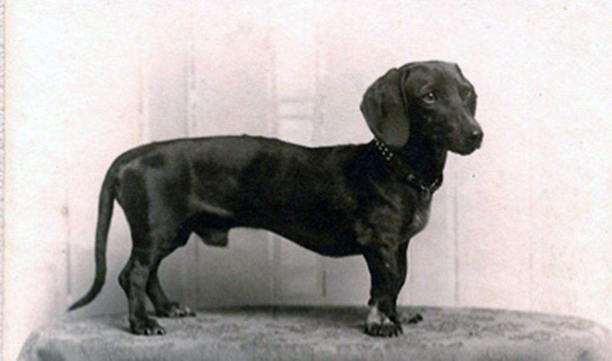 This is what your favourite dogs used to look like | Metro News
