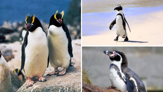 World Penguin Day 2017: 11 penguin species facing extinction | Metro News
