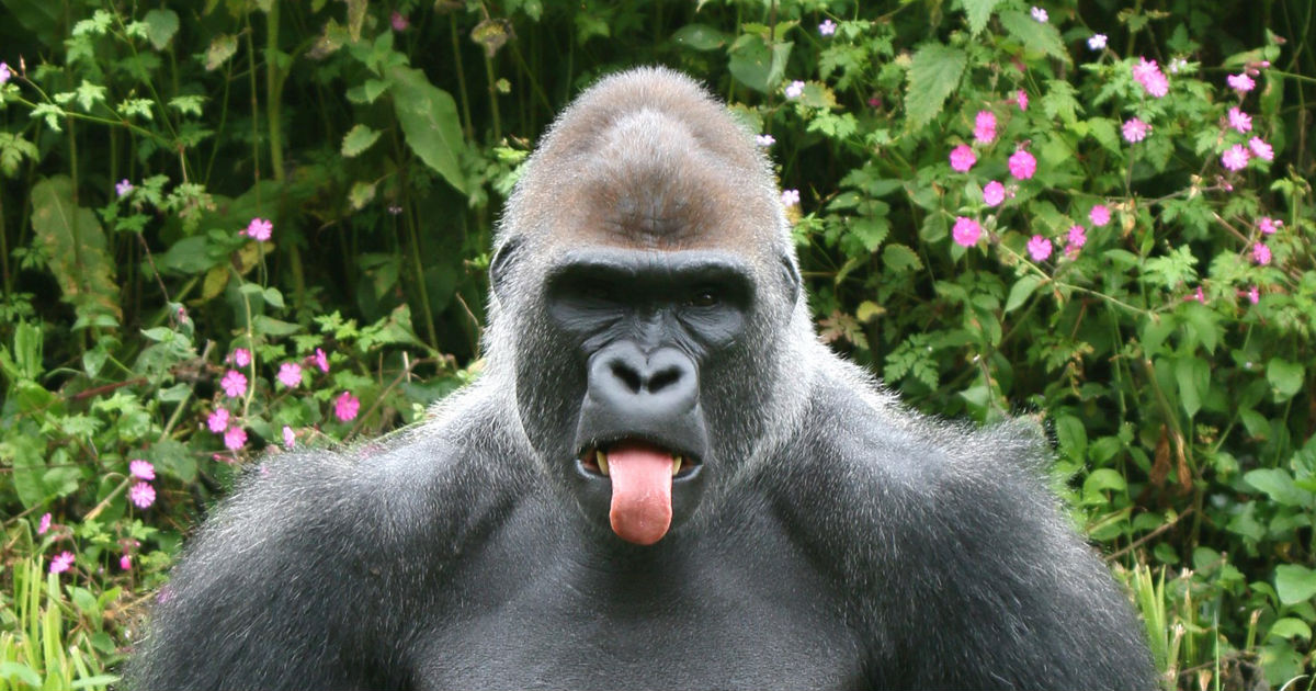 This Gorilla is a right cheeky monkey | Metro News