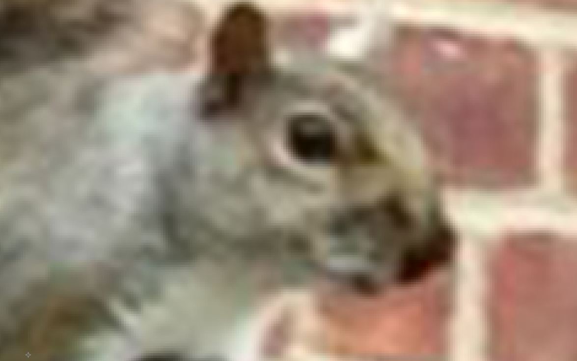 An 'unusually aggressive' squirrel has Brooklyn under siege | Metro News