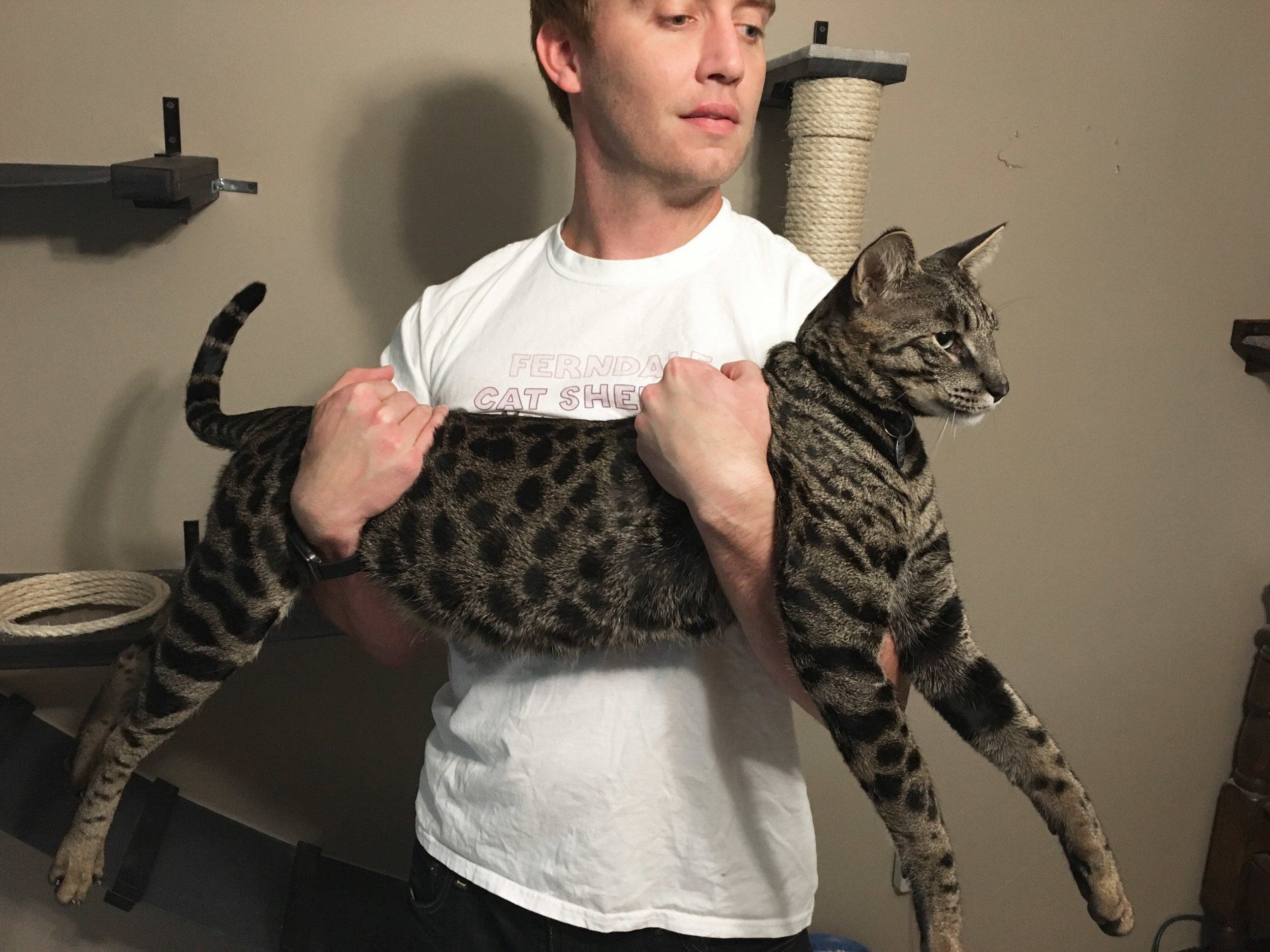 World's tallest cat and feline with longest tail both die in house fire ...