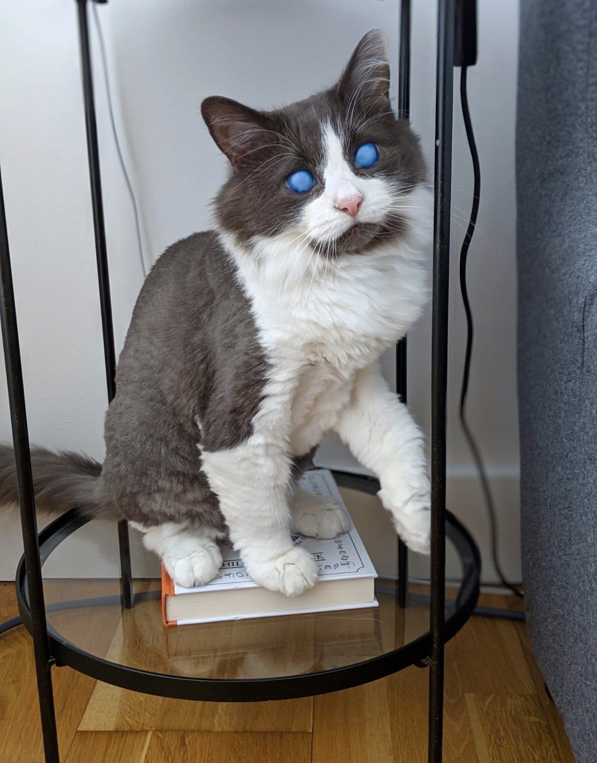 Louie the blind cat was rescued by chance – and now he's an Instagram ...