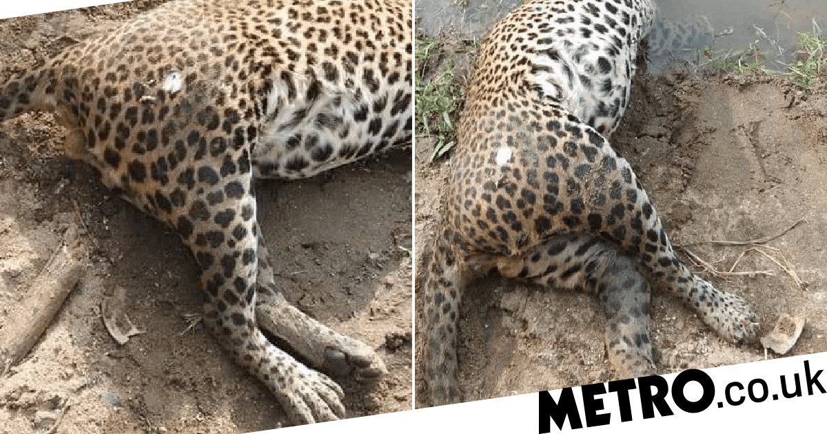 Sri Lanka: Leopard dumped after poachers rip out teeth and hack paws ...