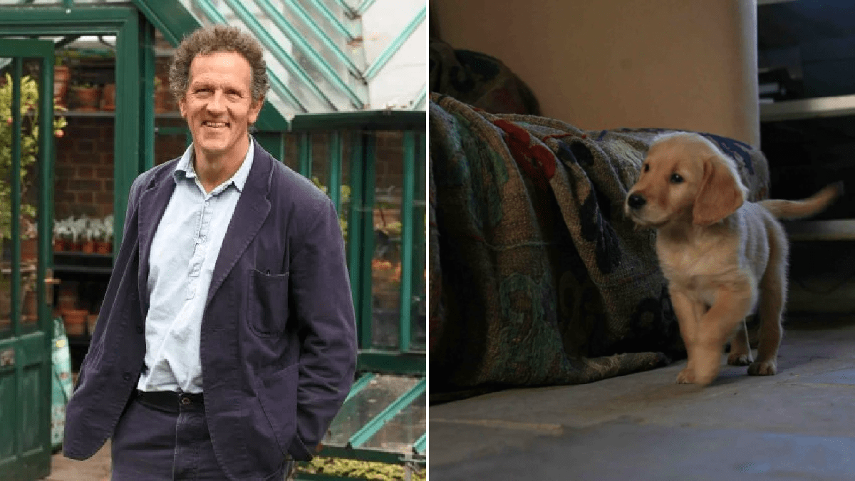 Gardeners World's Monty Don shares throwback of beloved Nigel as puppy ...