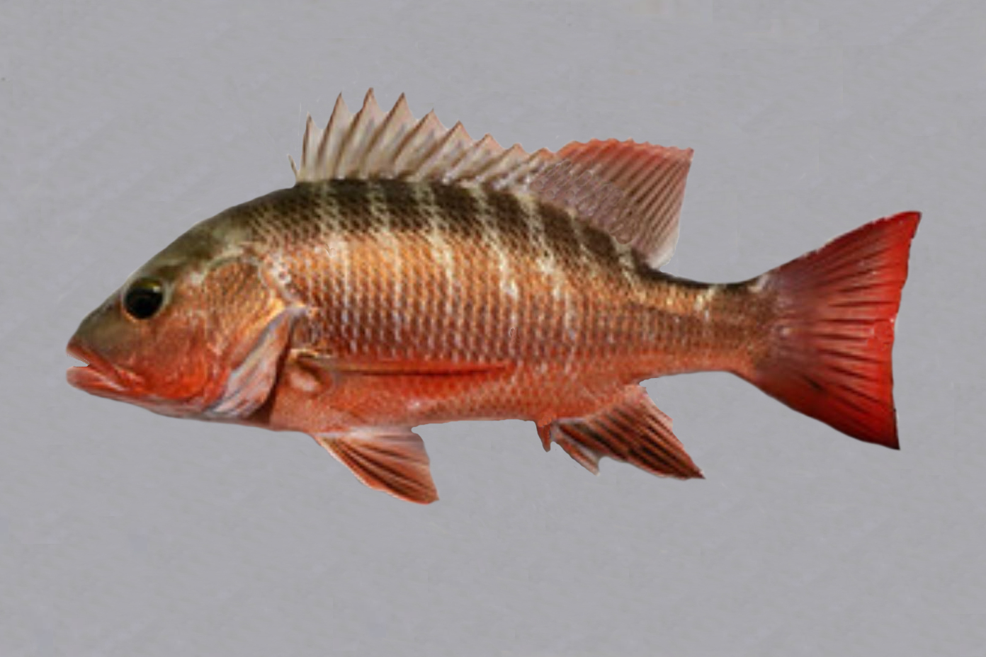 Colorado Snapper | Mexico – Fish, Birds, Crabs, Marine Life, Shells and ...