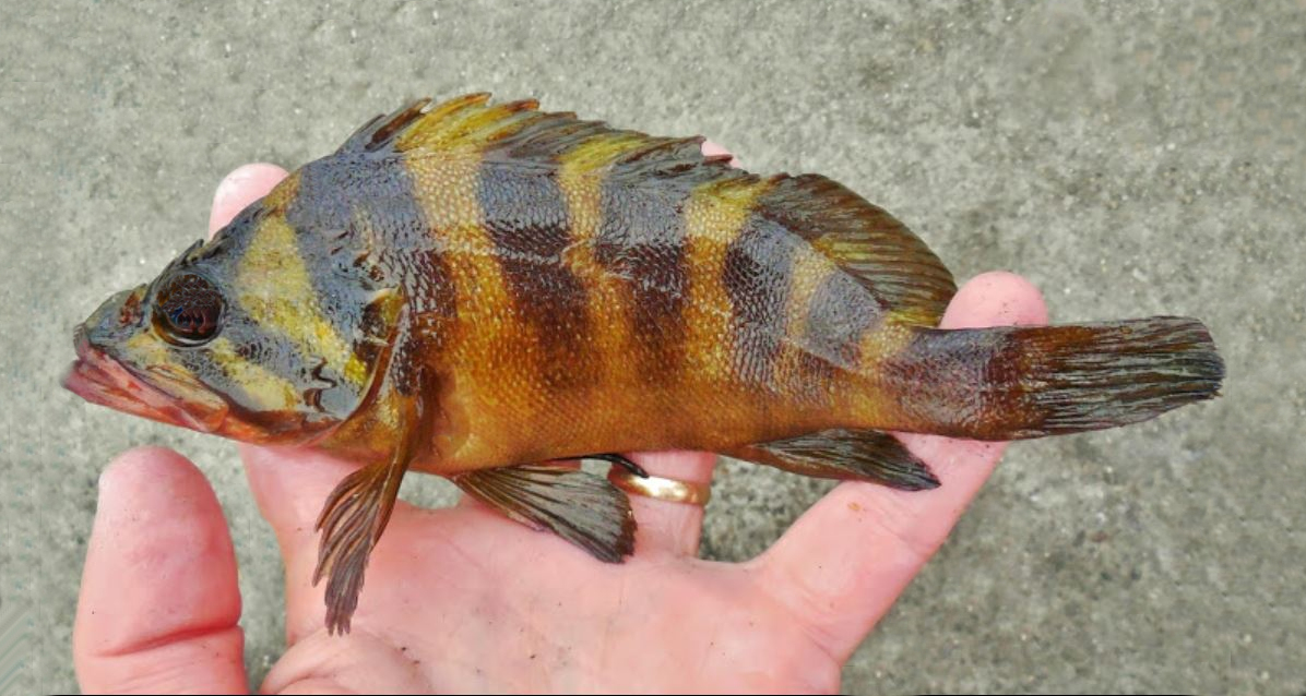 Treefish | Mexico – Fish, Birds, Crabs, Marine Life, Shells and ...