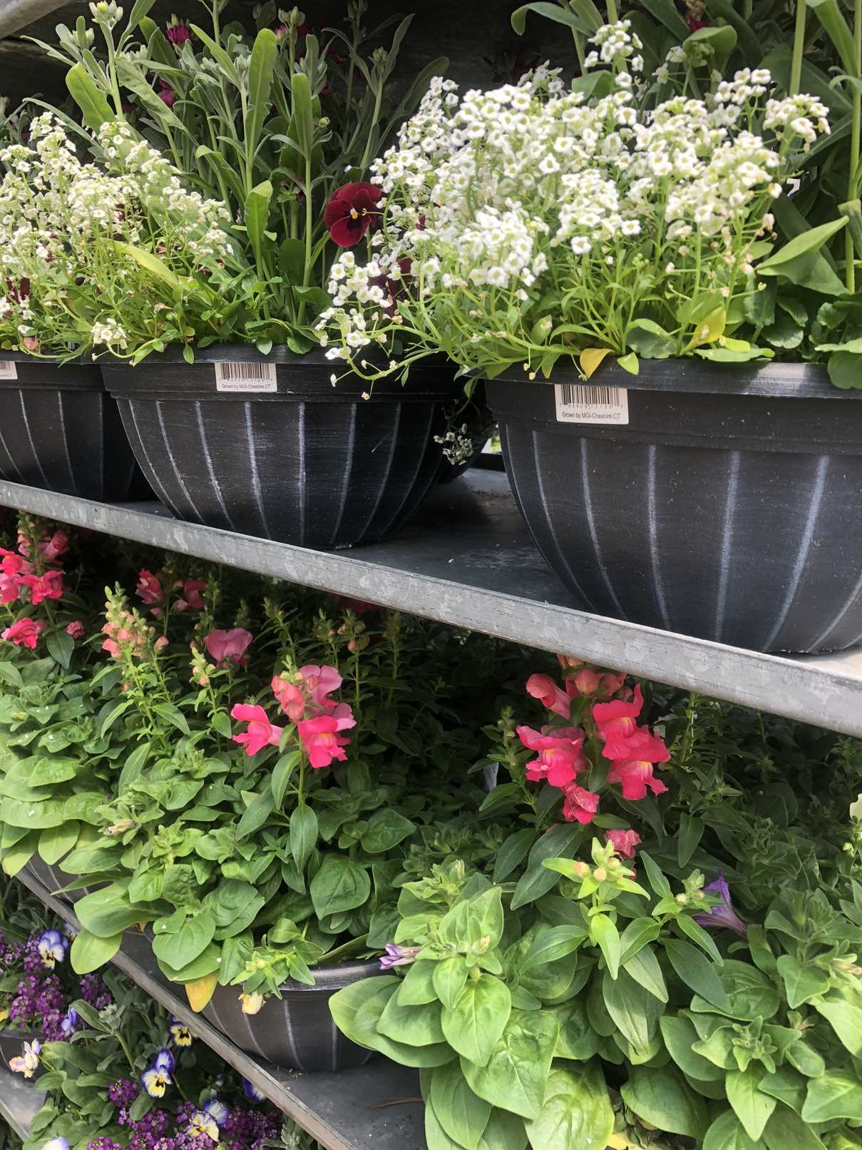 Spring 2018 Photo Gallery – Michael's Greenhouses