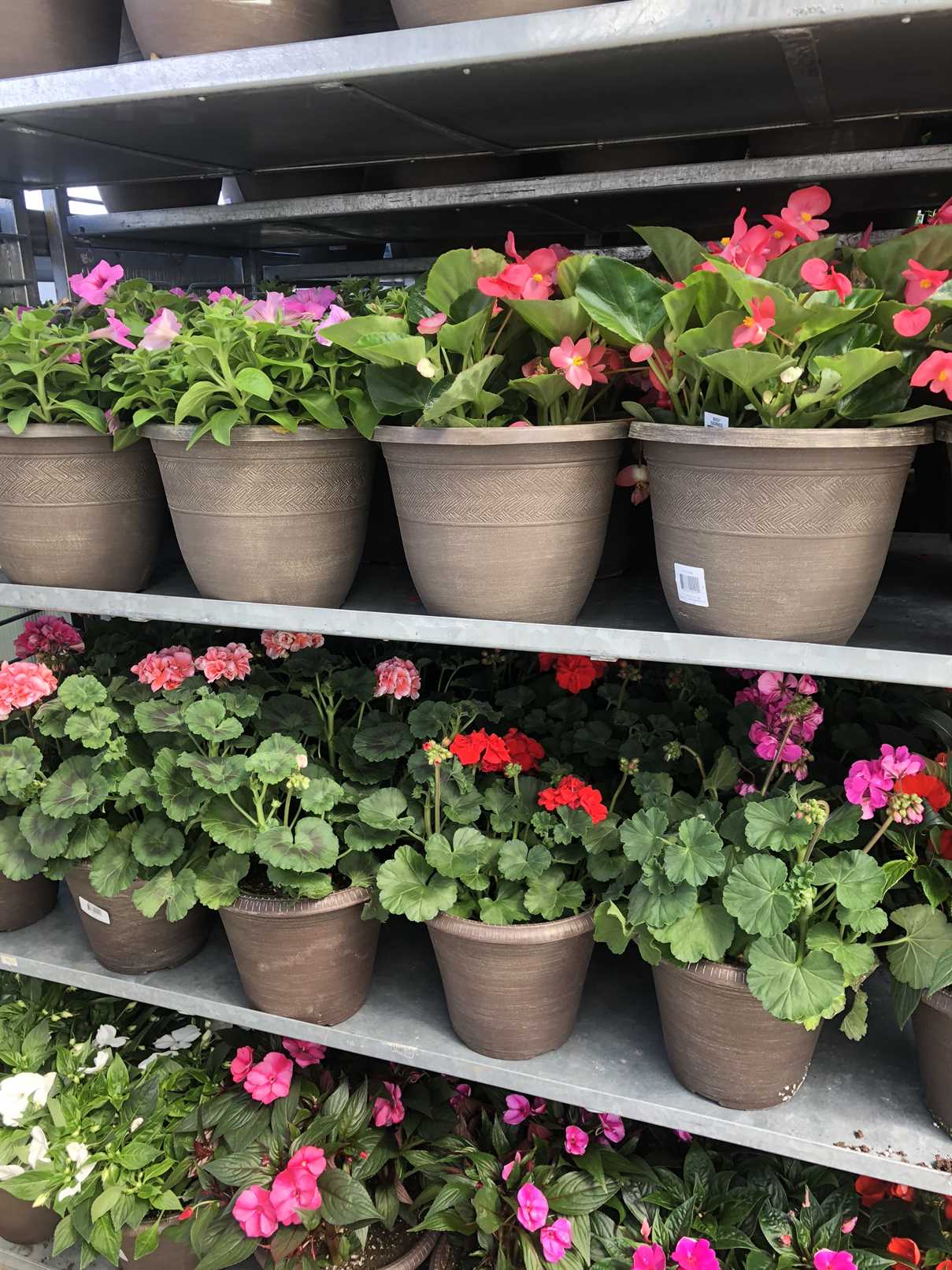 Spring 2018 Photo Gallery – Michael's Greenhouses