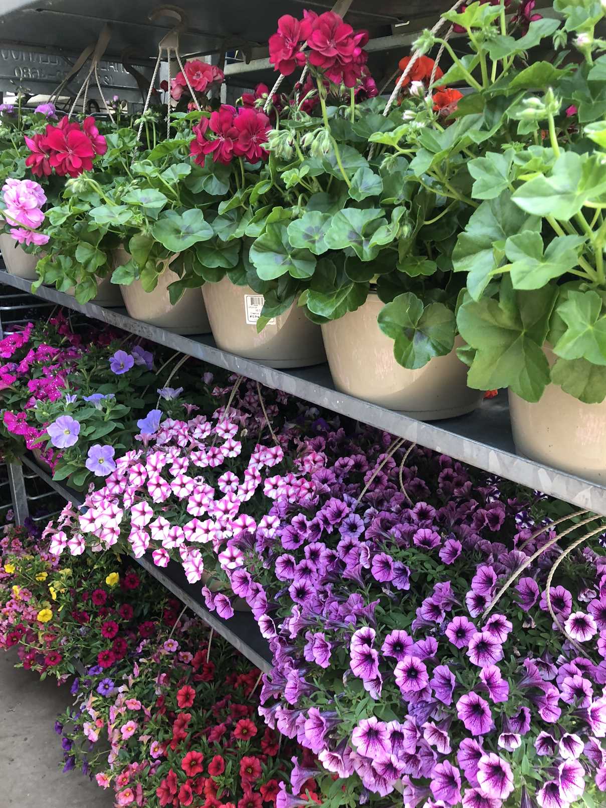 Spring 2018 Photo Gallery – Michael's Greenhouses
