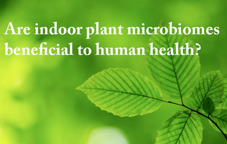 Opinions / facts / comments wanted: are indoor plant microbiomes ...