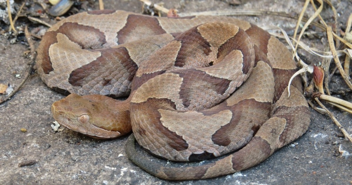 Information on North Carolina Snakes - Midstate Wildlife Solutions