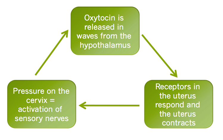 The Effective Labour Contraction | MidwifeThinking