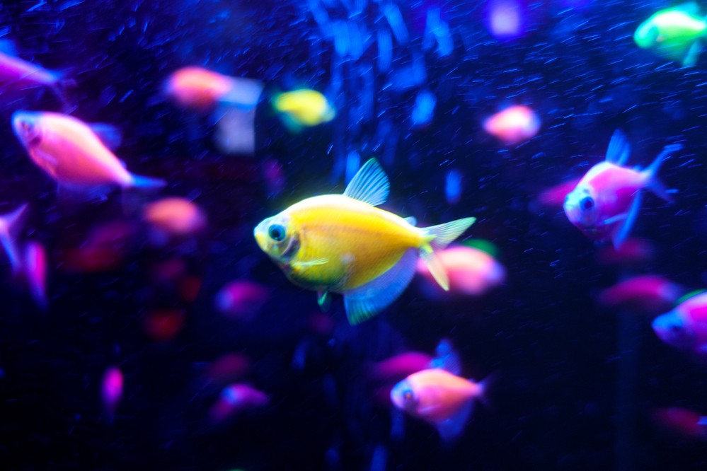 Glofish Tetra Care Guide