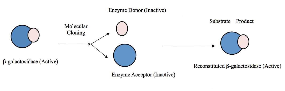 Beta-galactosidase Alpha-Complementation | Molecular Depot