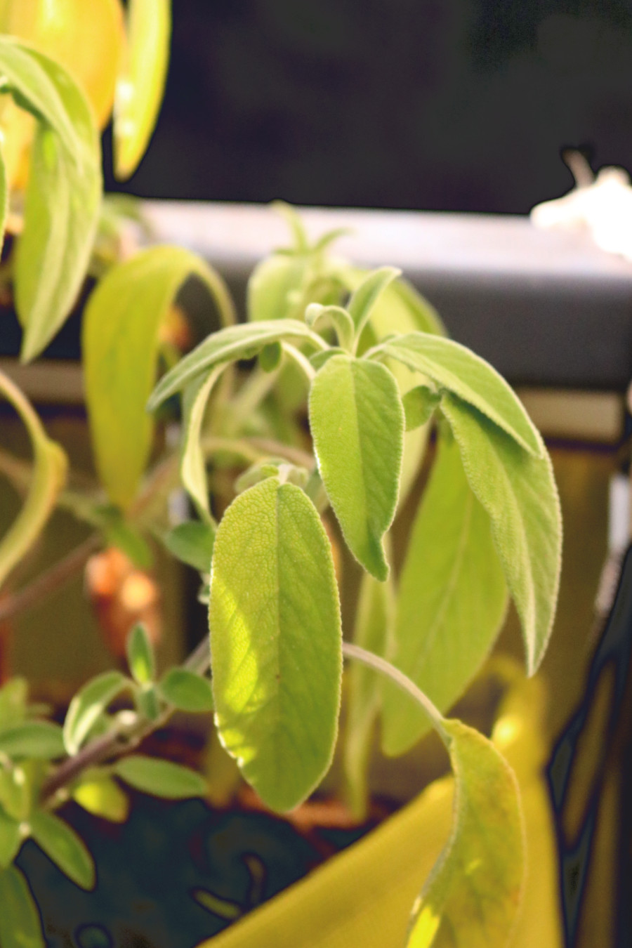 plant aromatique de sauge officinale en pot facile à cultiver sur un ...