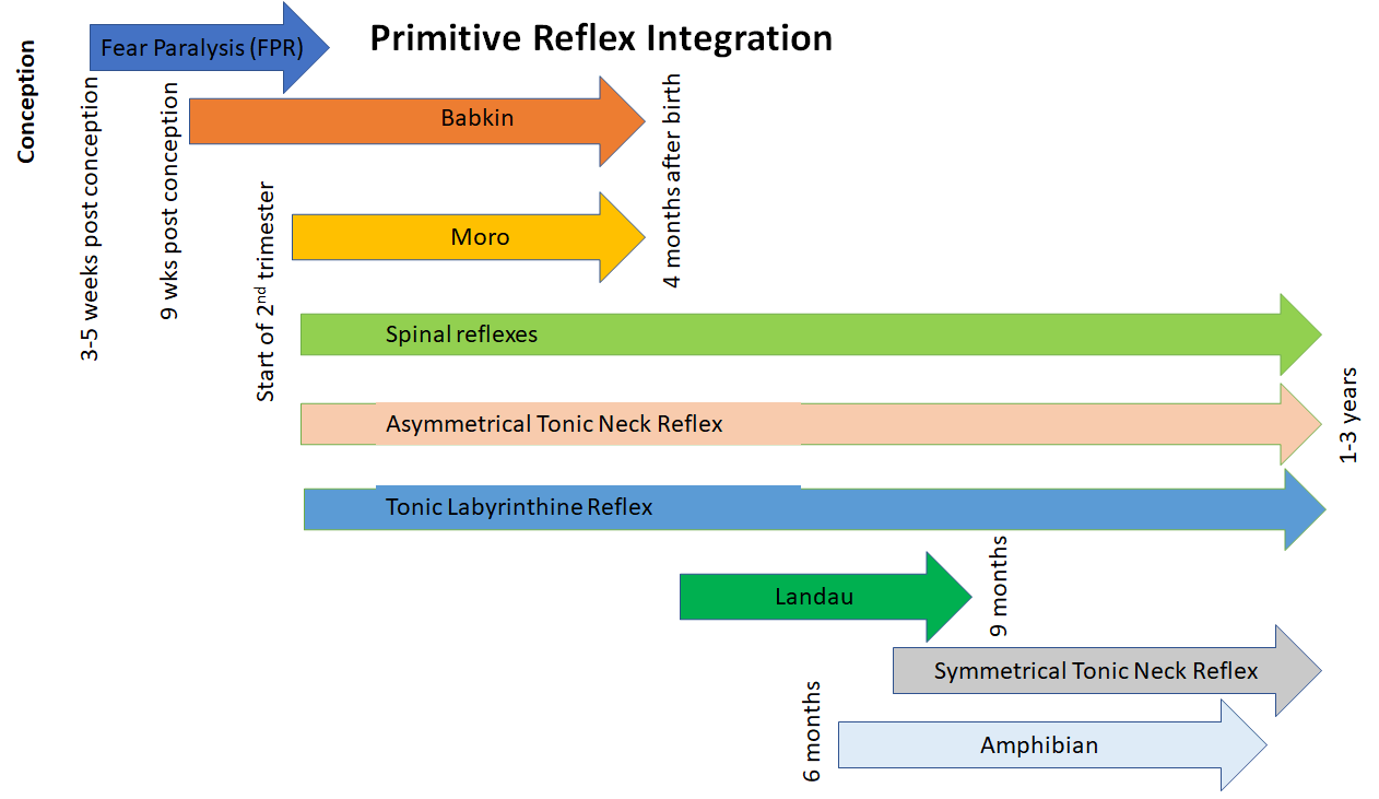 Primitive reflexes - Move2Connect