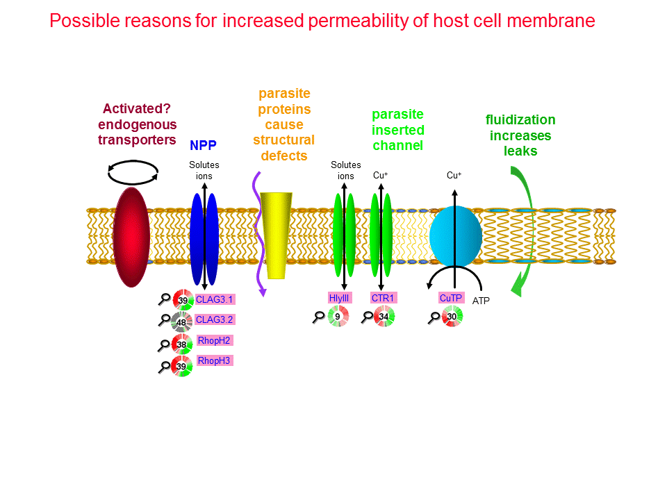 Watch Why Is Plasma Membrane Called A Selectively Permeable Membrane watch-why-is-plasma-membrane-called-a-selectively-permeable-membrane