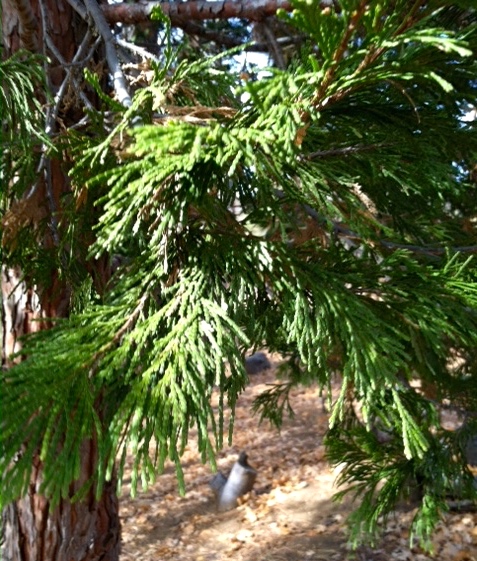 Northern White Cedar Needles