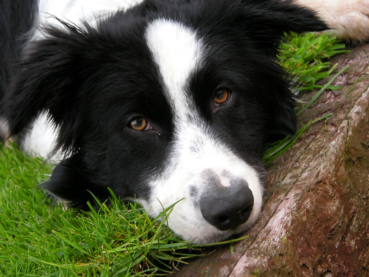 unexplained-vomiting-in-dogs-the-story-of-flossy