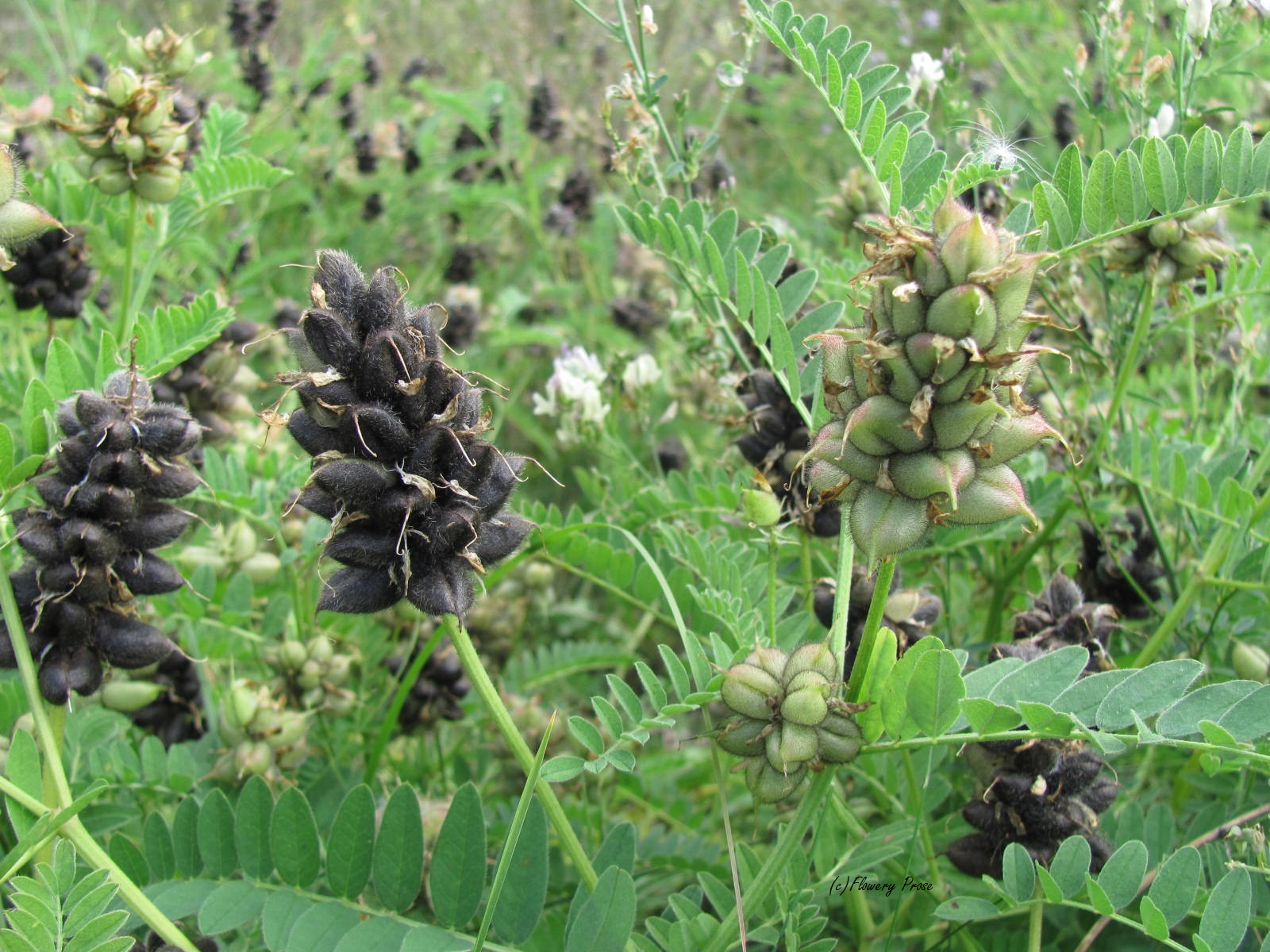 Black Seed Pod Identification Thepoetandtheplant black-seed-pod-identification-thepoetandtheplant