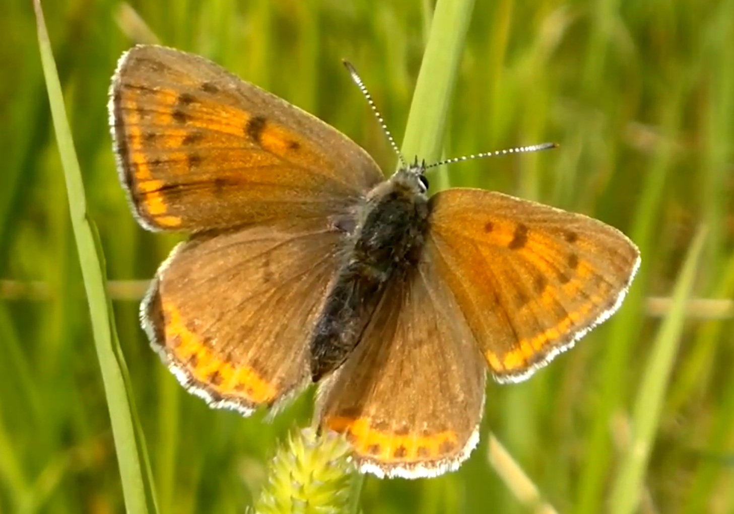Video: Nokia N8 butterflies : My Nokia Blog - 200
