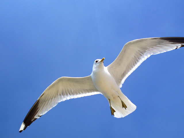 Nokia 808 PureView Seagulls! : My Nokia Blog - 200