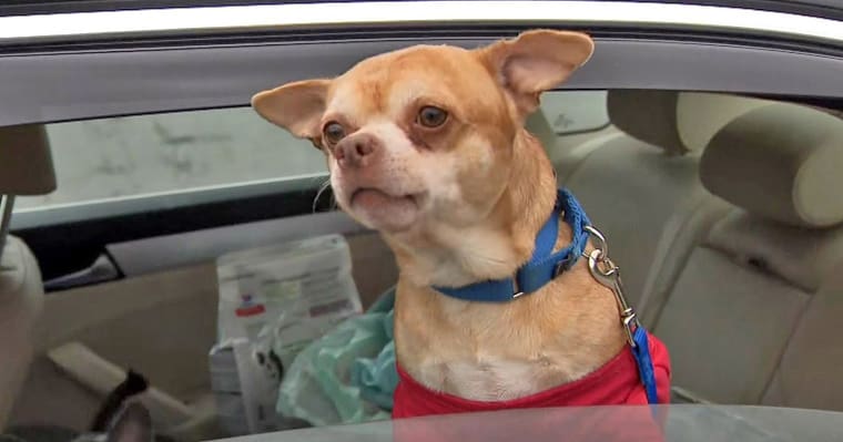 Prancer the 'demonic' Chihuahua's adoption ad was accurate, but mom has ...