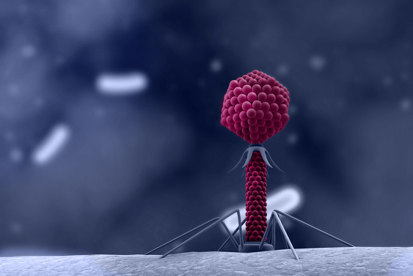 Phage Therapy for Prostatitis - Beating Prostatitis