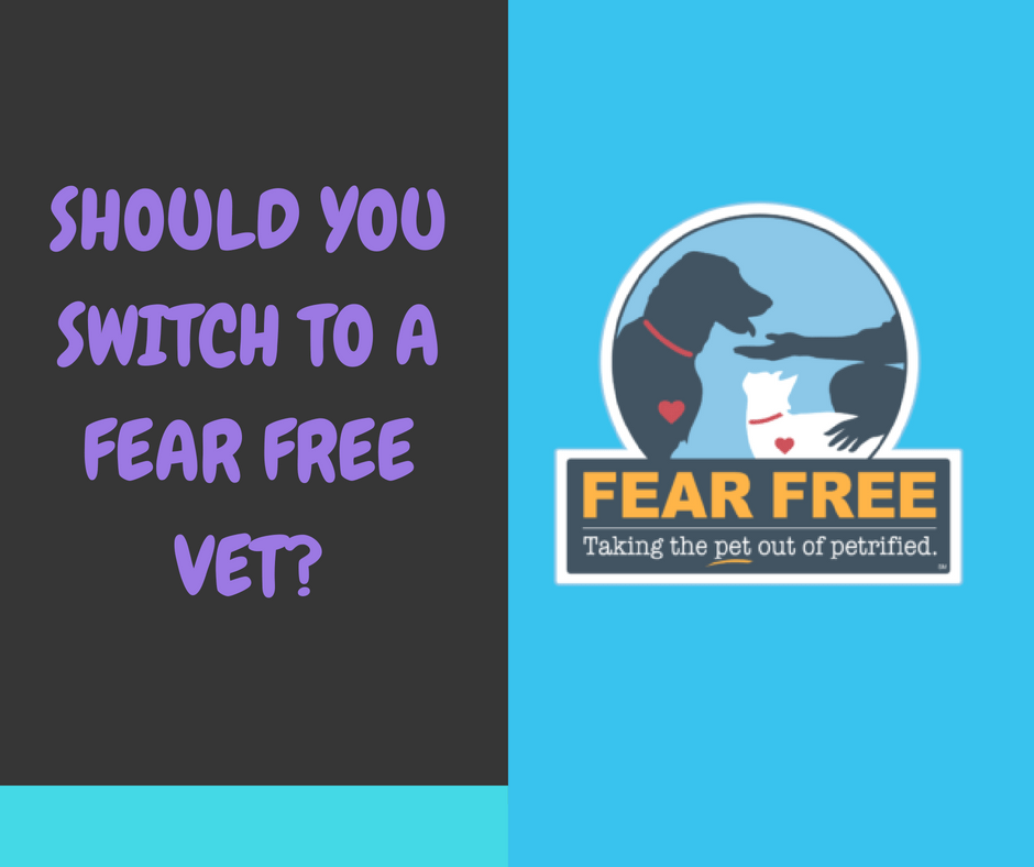 What is Fear Free Veterinary Medicine? - My Wicked Tribe