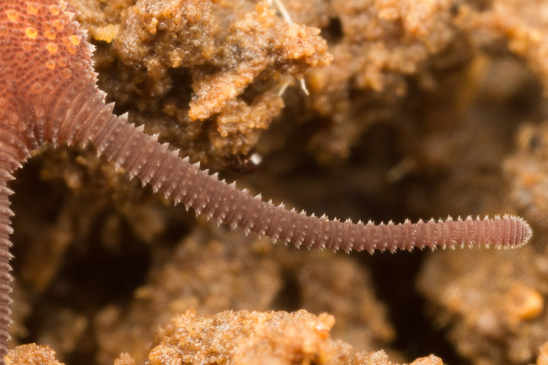 Velvet Worm Identification | Nature Closeups