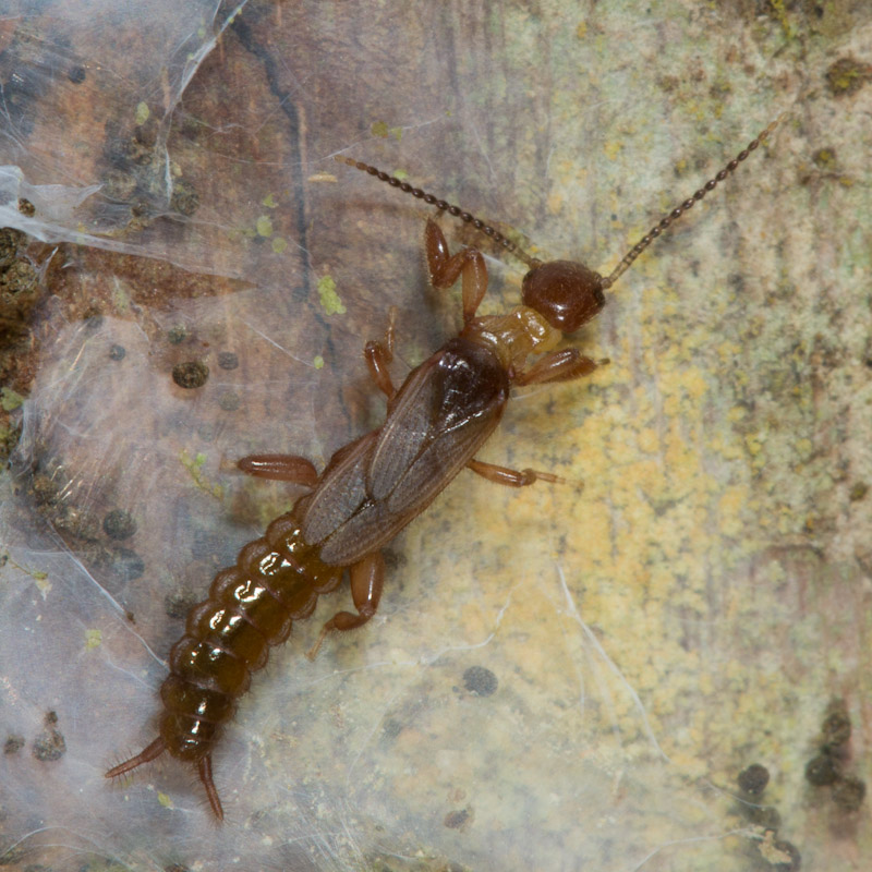 Webspinners | Nature Closeups