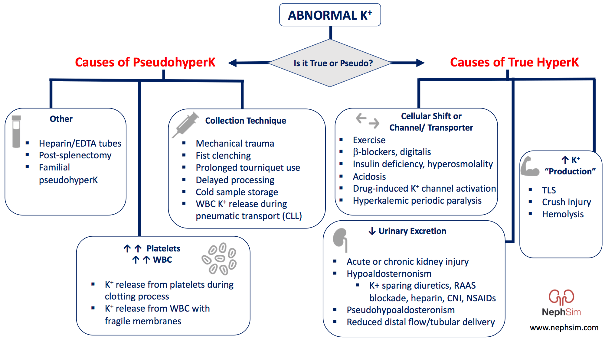 Case 27: Diagnosis & Conclusions – NephSim