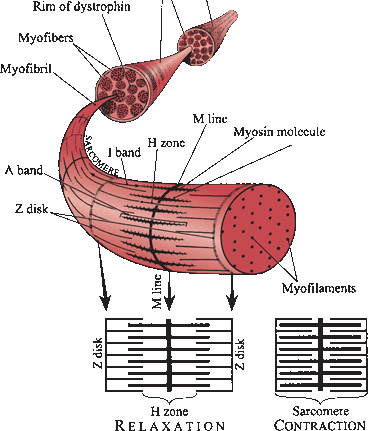 The Motor Unit Level | Neupsy Key