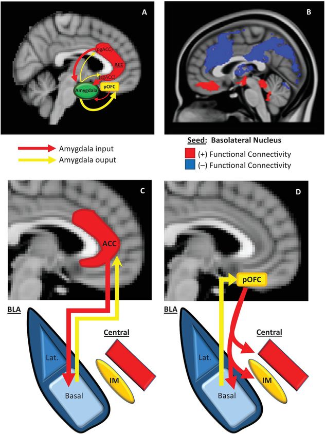 The neurobiology of violence | Neupsy Key