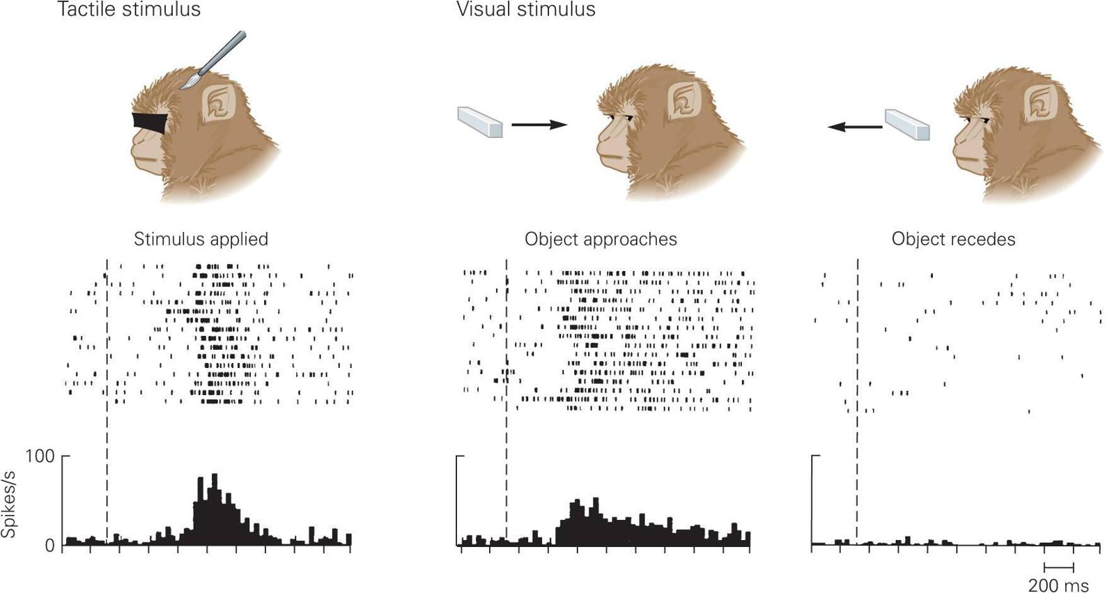 Visual Processing and Action | Neupsy Key