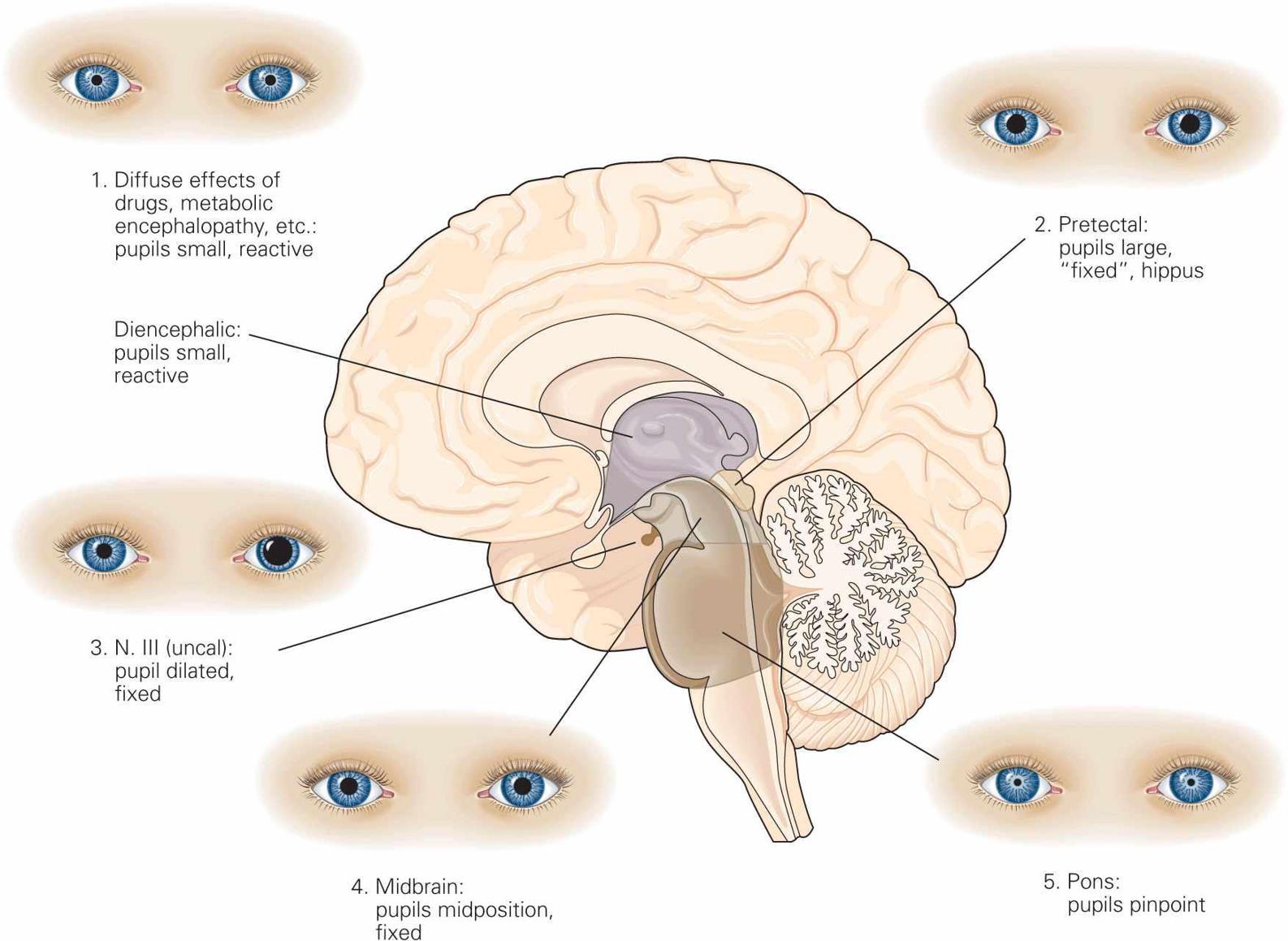 the-modulatory-functions-of-the-brain-stem-neupsy-key