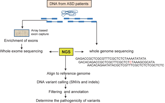 Genetics of Autism Spectrum Disorders: The Opportunity and Challenge in ...