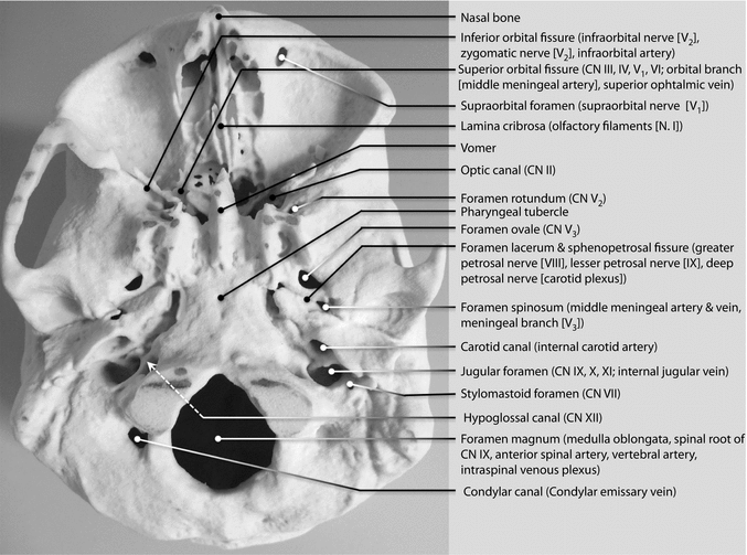 Clinical Anatomy | Neupsy Key