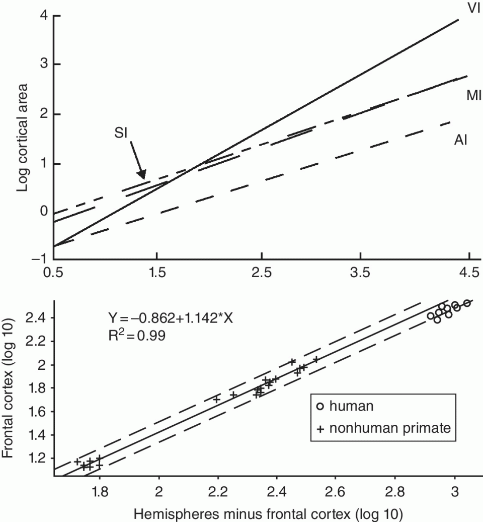Brain Evolution and Development: Allometry of the Brain and Arealization of the Cortex | Neupsy Key