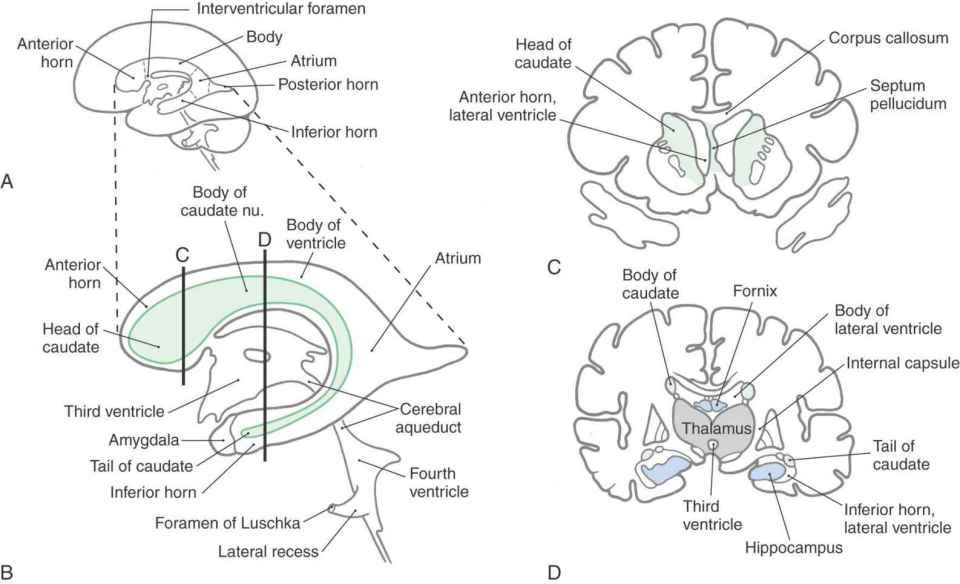 The Ventricles, Choroid Plexus, and Cerebrospinal Fluid | Neupsy Key