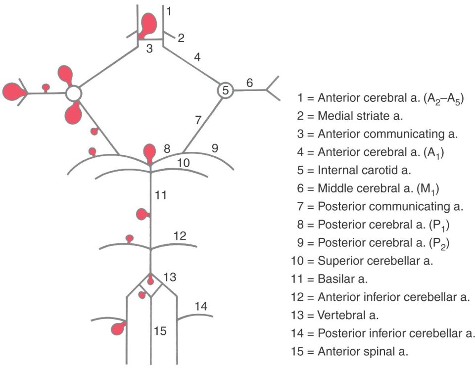 A Survey of the Cerebrovascular System | Neupsy Key